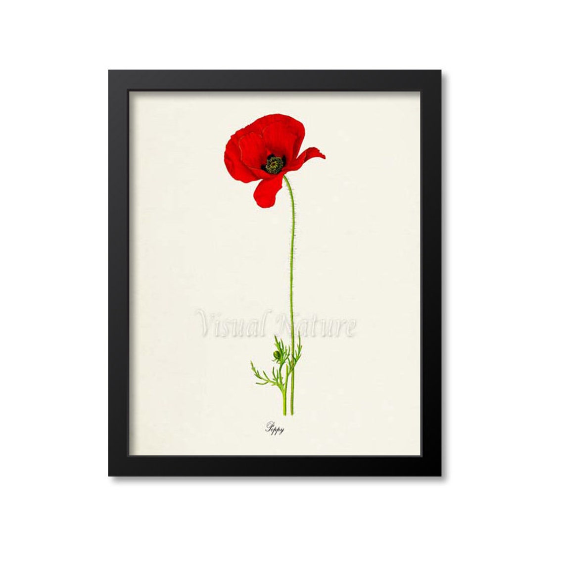 Poppy Flower Art Print Botanical Art Print Flower Wall Art - Etsy