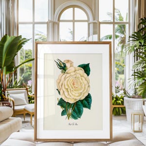 Pearl Tea Rose Flower Art Print, Botanical Art Print, Flower Wall Art ...