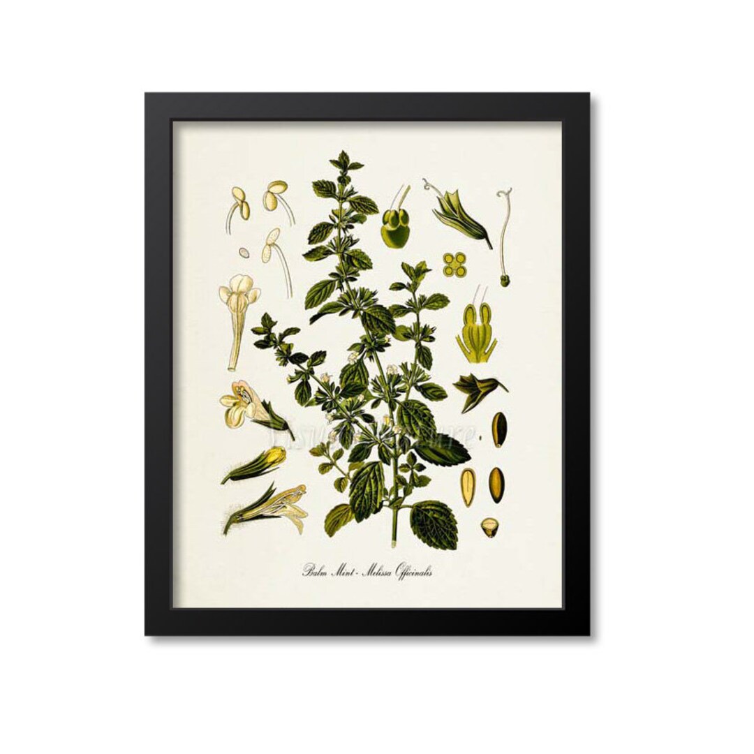 Balm Mint Botanical Print, Balm Mint Botanical Art Print, Balm Mint ...