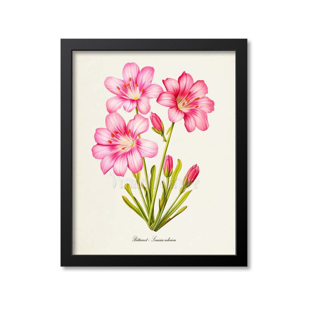 Bitterroot Botanical Print, Flower Wall Art, Botanical Art Print ...