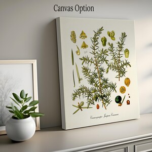 Juniper Botanical Print, Juniper Botanical Art Print, Juniper Wall Art ...