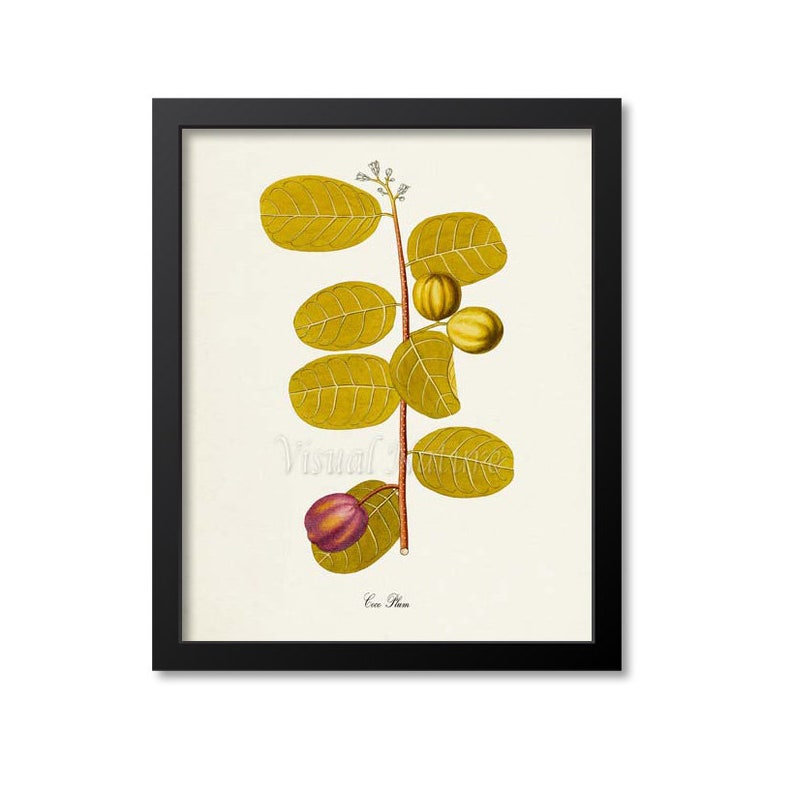 Coco Plum Botanical Print Plum Art Print Plum Wall Art - Etsy