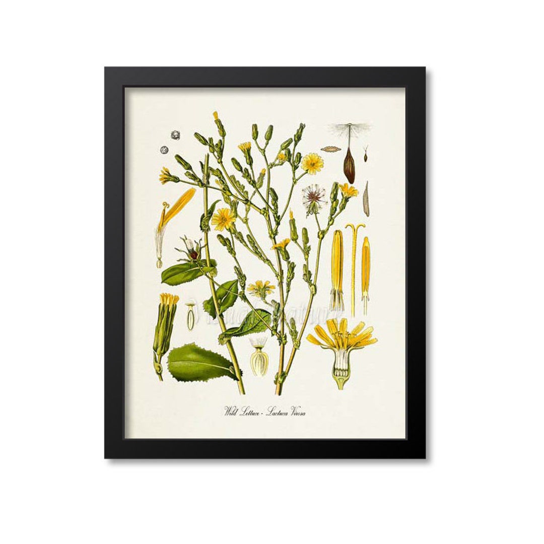 Wild Lettuce Botanical Print, Wild Lettuce Botanical Art Print, Wild ...
