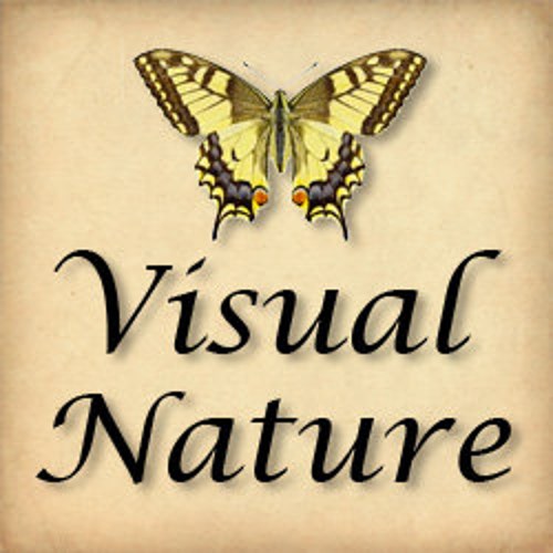 VisualNature - Etsy