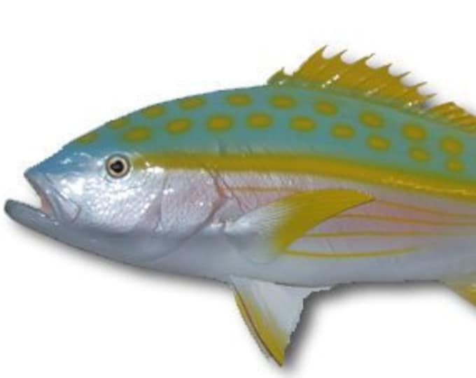 Yellowtail Snapper Half-side Fish Mount 28'' - Etsy