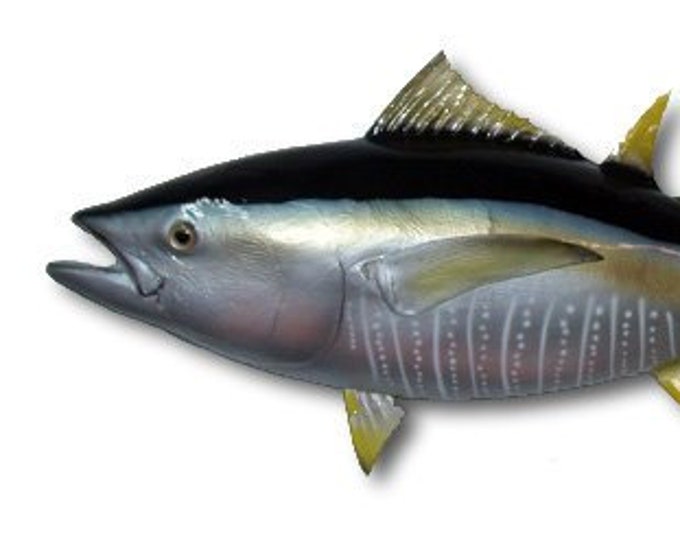 Yellowfin Tuna Half-side Fish Mount 38 - Etsy