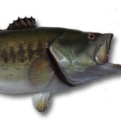 Largemouth Bass Half-side Fish Mount 28'' - Etsy