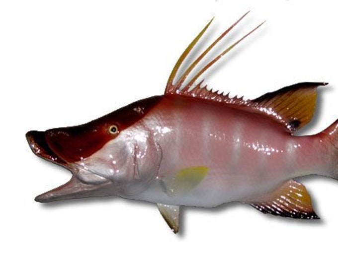 Hog Snapper Half-side Fish Mount 28 - Etsy