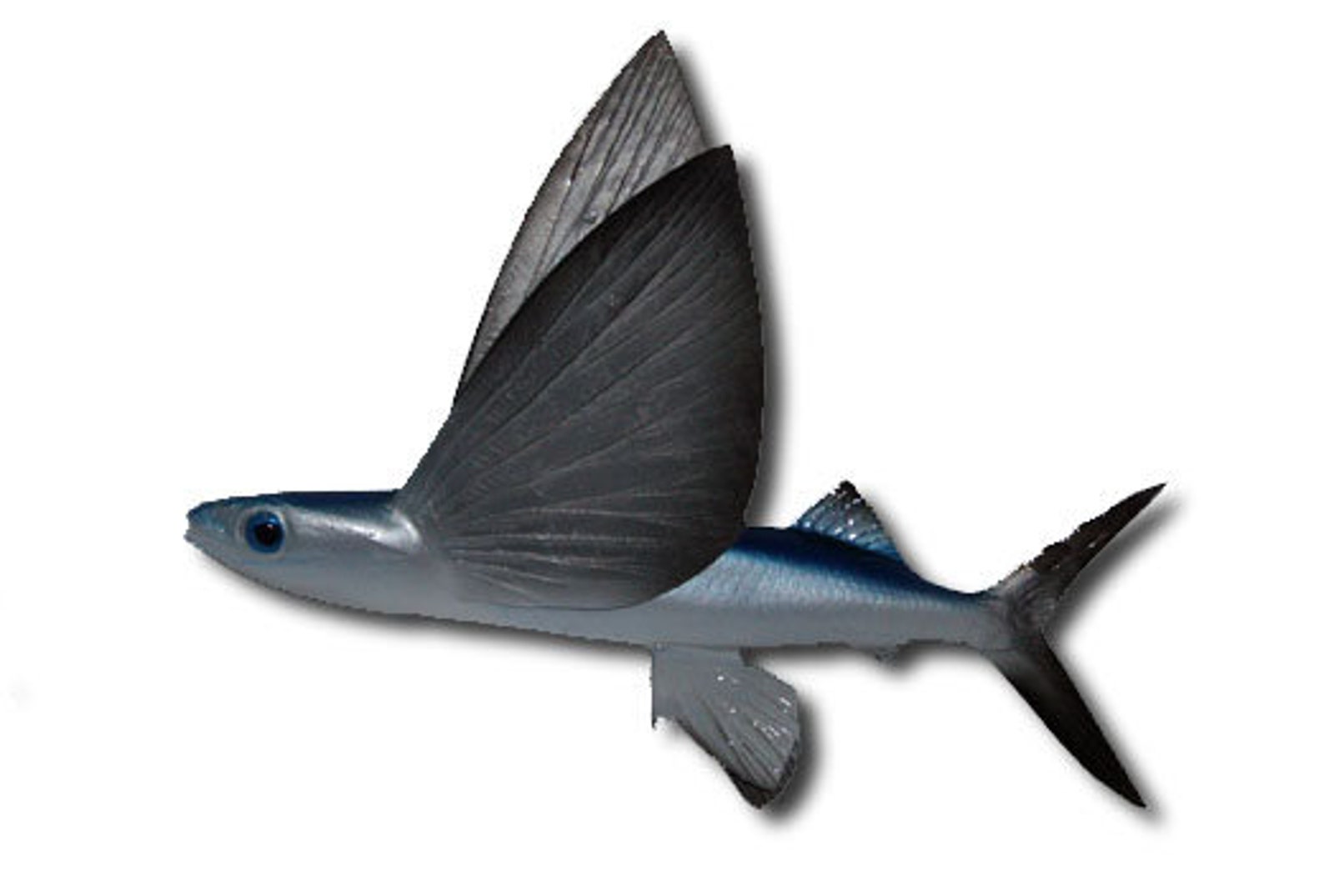 Flying Fish Half-side Fish Mount - Etsy