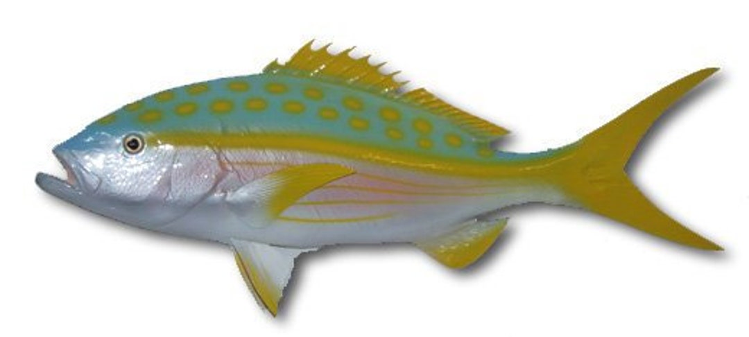 Yellowtail Snapper Half-side Fish Mount 28'' - Etsy