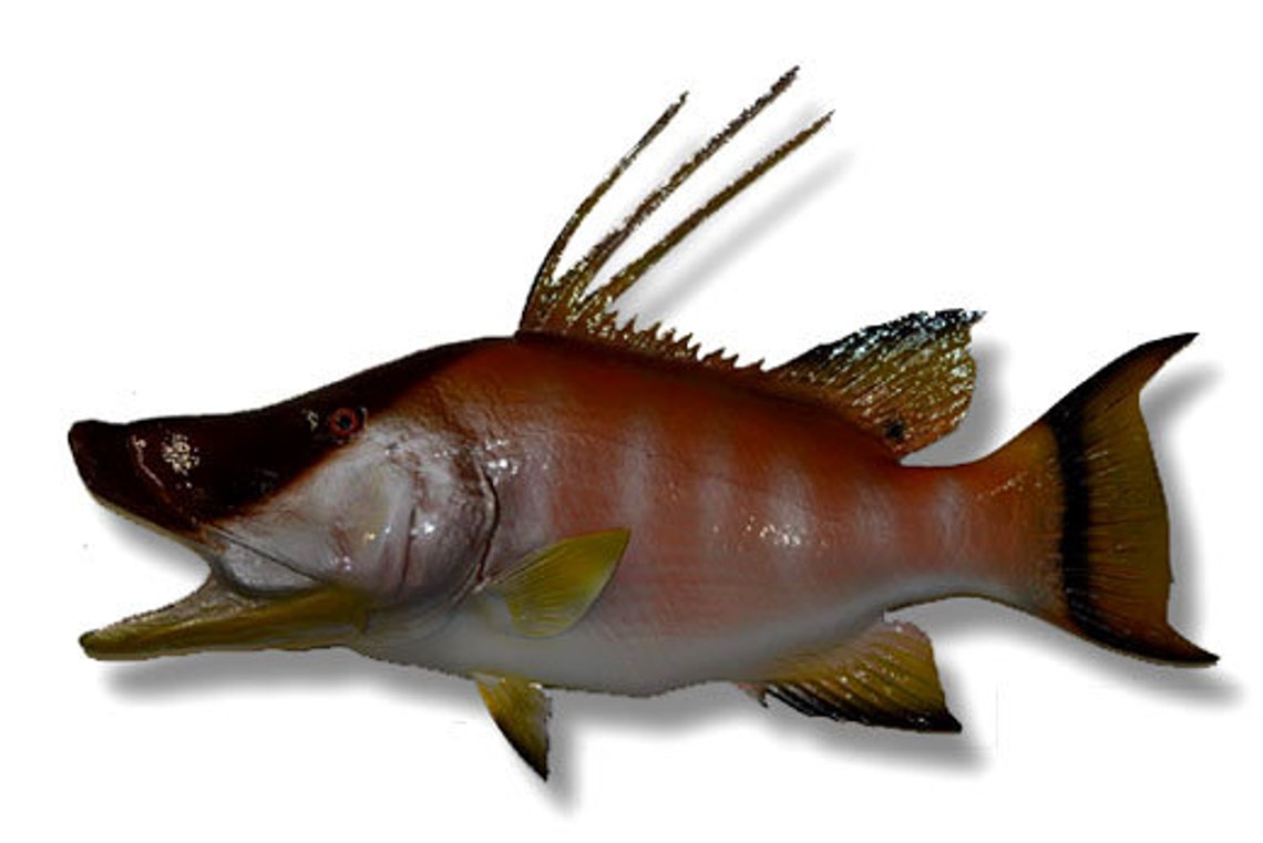 Hog Snapper Half-side Fish Mount 28" - Etsy