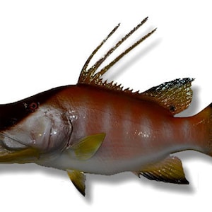 Hog Snapper Half-side Fish Mount 28" - Etsy