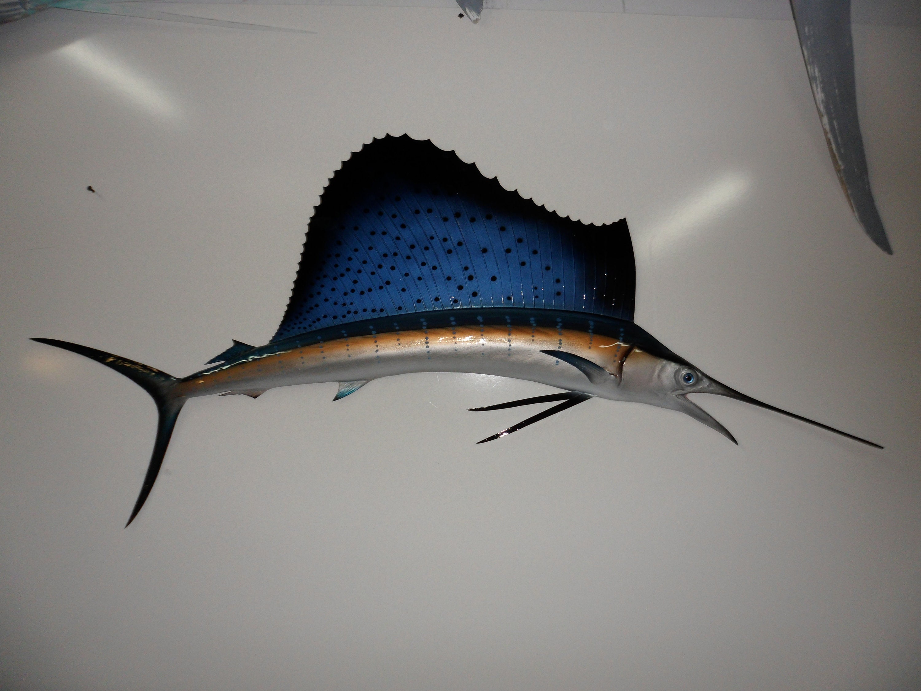56"sailfish-fiberglass-half-mount-replica 56" Long, Measured Tip to Tip ...
