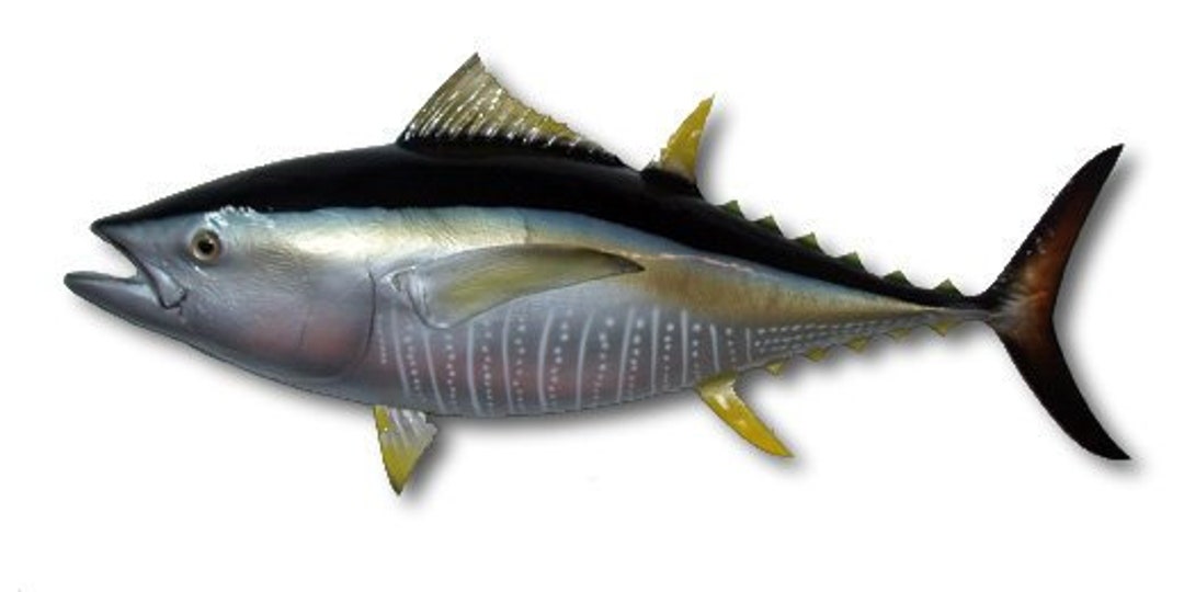 Yellowfin Tuna Half-side Fish Mount 38" - Etsy