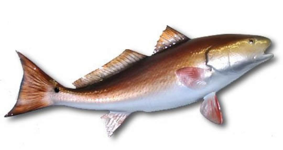 Redfish Half-side Fish Mount Available in 27'' - Etsy