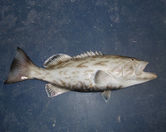 40'' Bull Dolphin / Mahi-mahi Half-side Fish Mount - Etsy