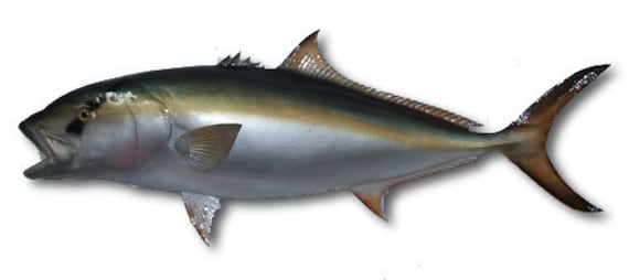 Amberjack Half-Side Fish Mount 44 | Etsy
