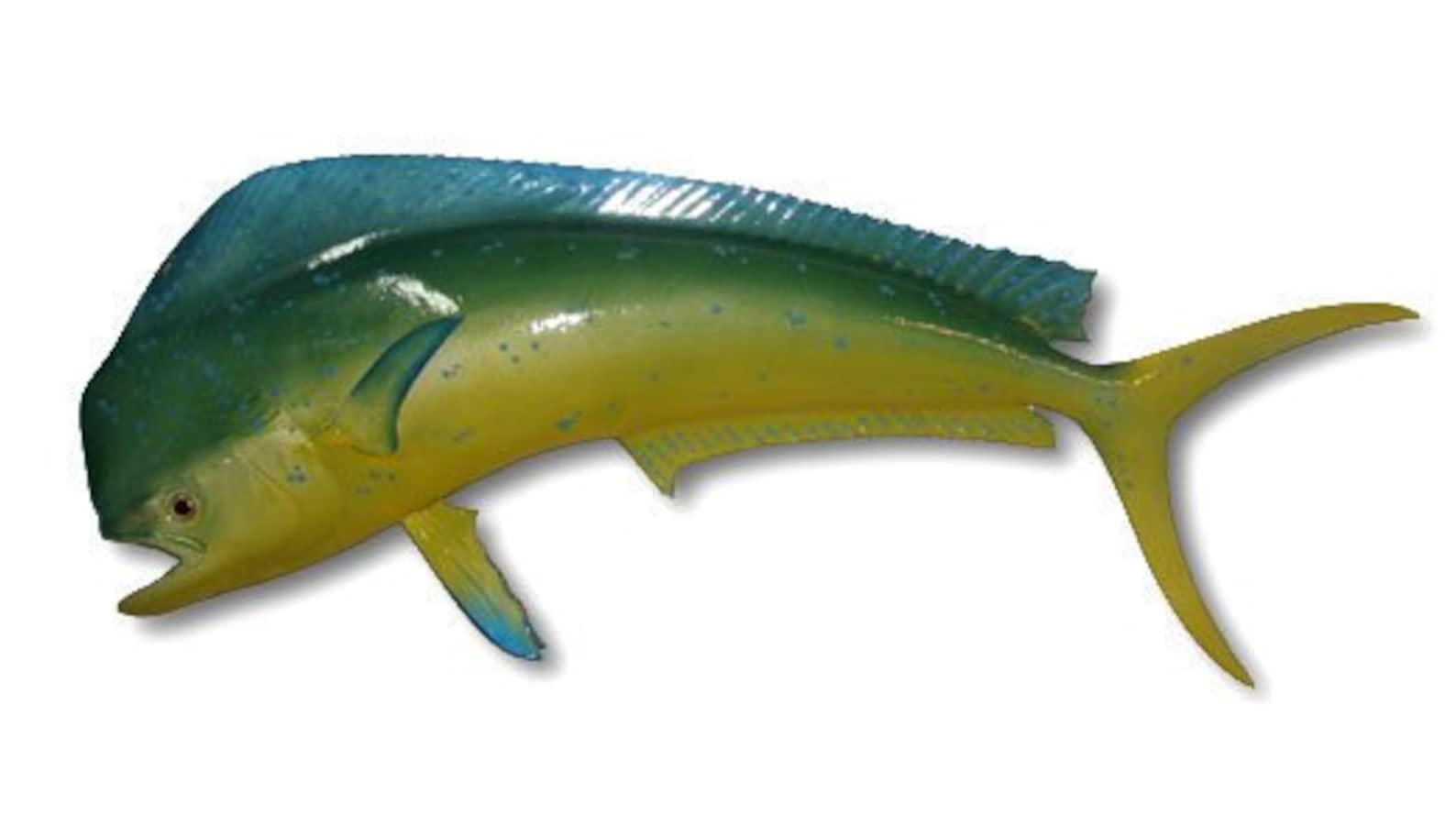 40'' Bull Dolphin / Mahi-mahi Half-side Fish Mount - Etsy