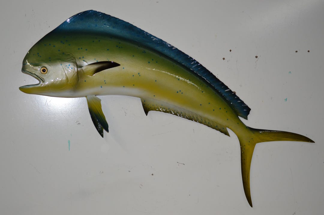 Cow Mahi-mahi 40" - Etsy