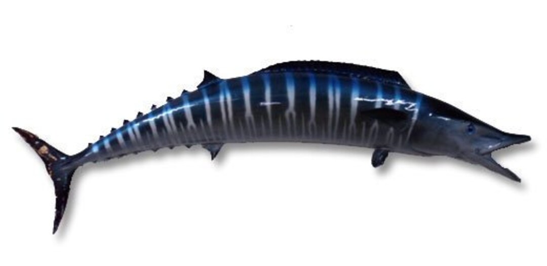 Wahoo Half-side Fish Mount - Etsy