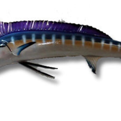 Blue Marlin Half-side Fish Mount 57 - Etsy