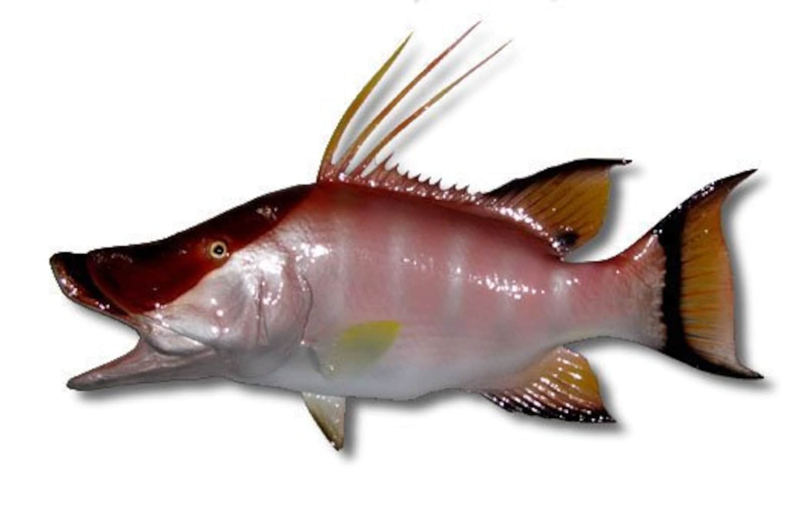 Hog Snapper Half-side Fish Mount 28" - Etsy