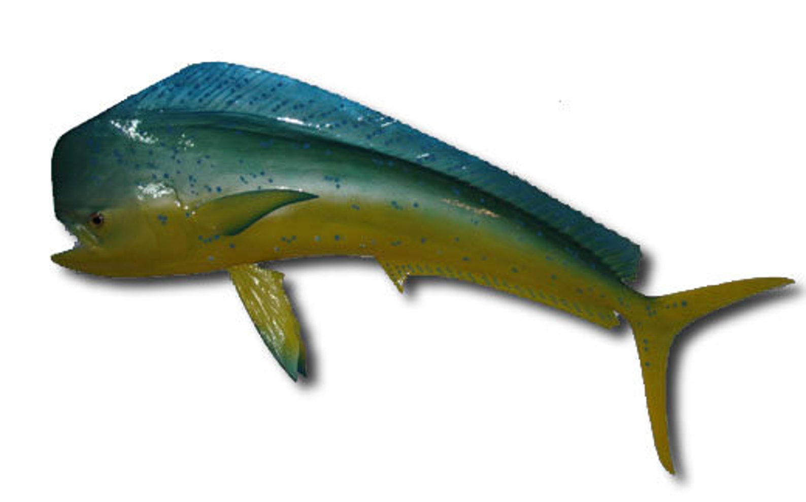 52'' Bull Dolphin - Mahi-mahi -half Mount - Etsy