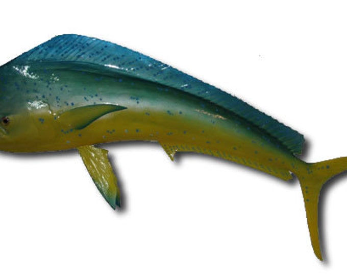 52'' Bull Dolphin Mahi-mahi half Mount - Etsy