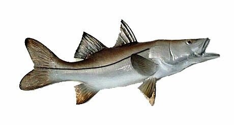 Snook Half-side Fish Mount 26 - Etsy