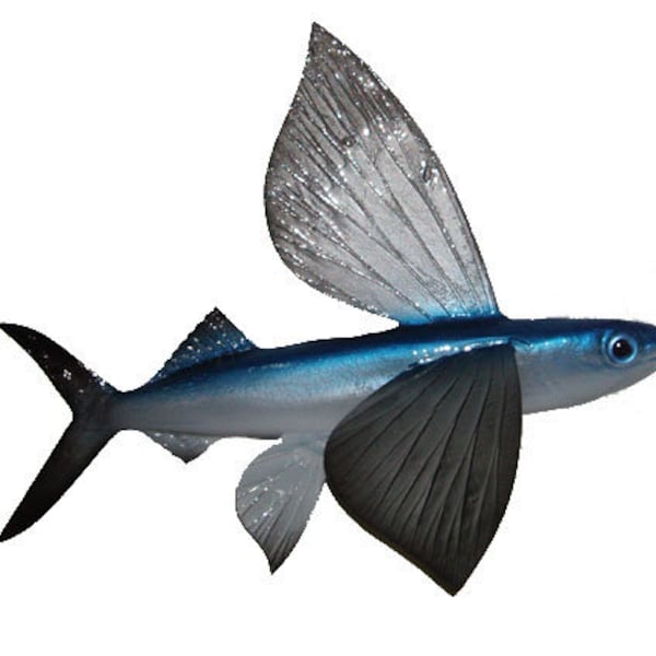 Flying Fish Print - Etsy