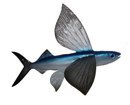 Flying Fish Half-side Fish Mount - Etsy
