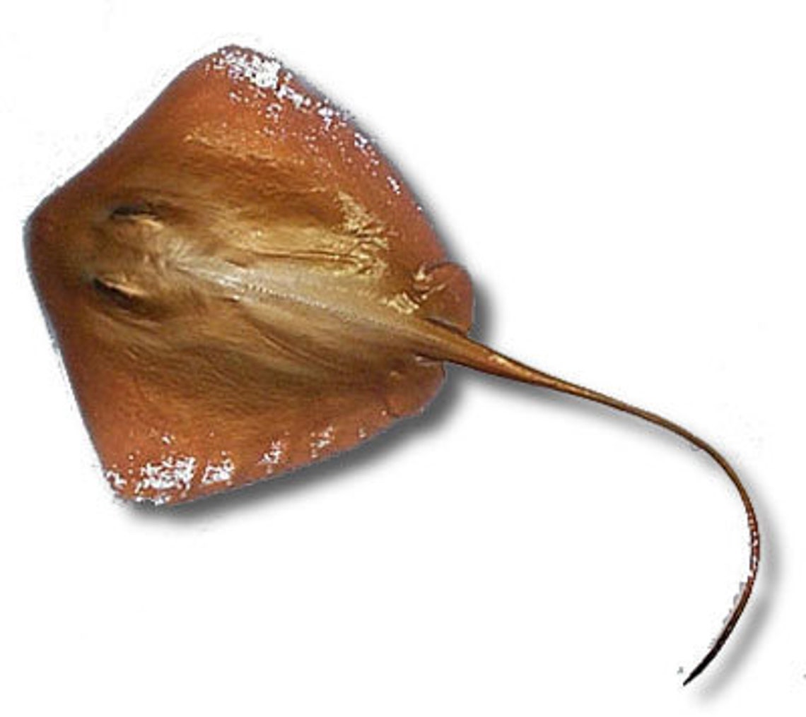 48'' Golden Ray Half-side Fish Mount - Etsy