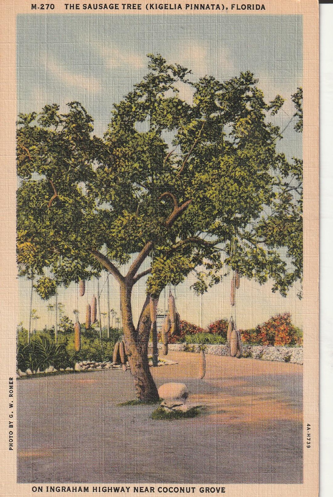 FLORIDA Lot of 5 Vintage Postcards, PALM TREES, Sunset Unused...(lot127 ...