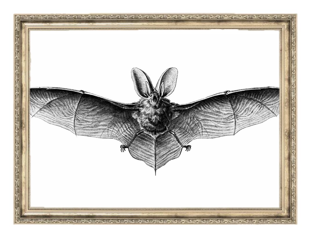 Dessin de chauve-souris Dessin Décor dHalloween Impressions vintage ...