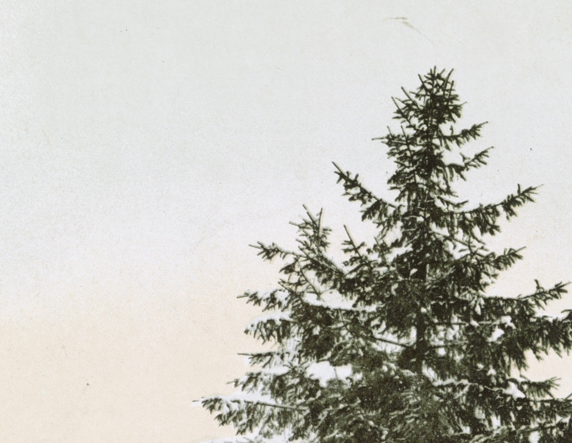 Winter Pine Tree Winter Decor Holiday Art Wall Art | Etsy