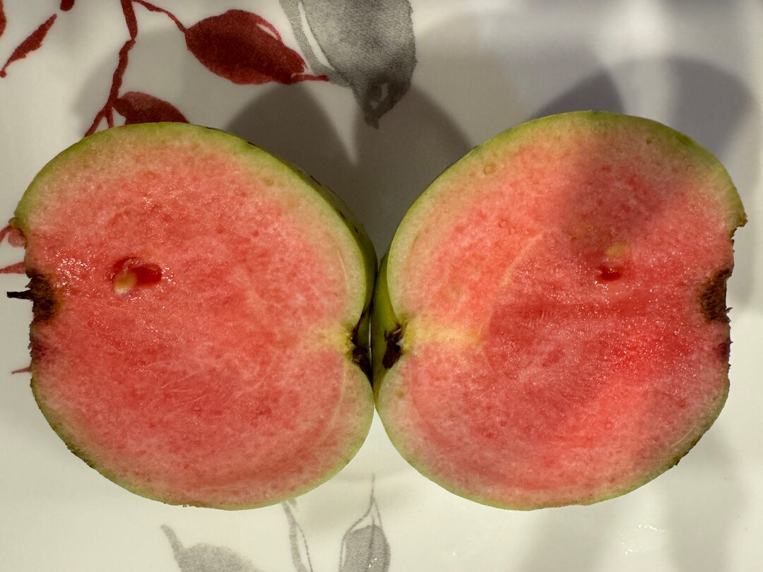 1 Rare Taiwanese Ruby Guava Seedling Plant Free Shipping Seedless /few ...