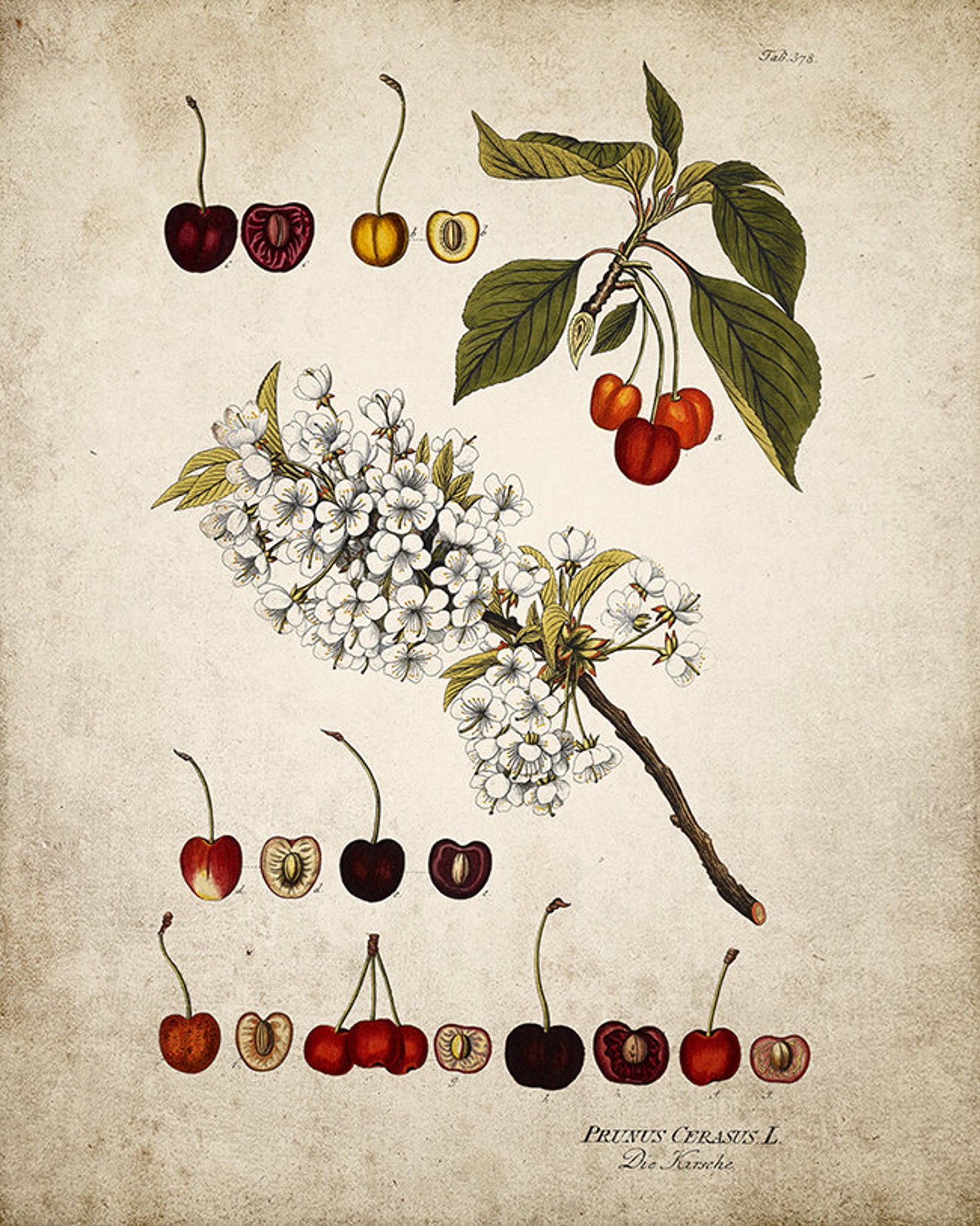 Vintage Cherries Print Cherry Botanical Illustration Kitchen | Etsy