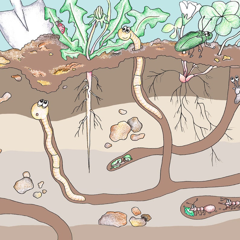 The Worm Book Little Nature Explorers Series by Dr Emma Lawrence ...