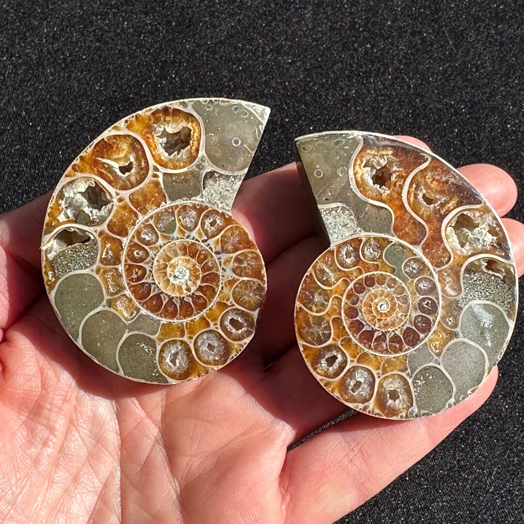 Ammonite Cut Pair Fossil - Etsy