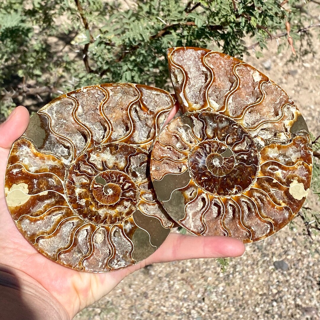 Ammonite Cut Pair - Fossil - Etsy