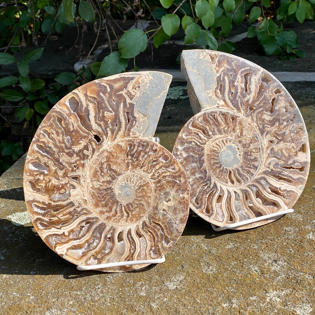 XL Ammonite Cut Pair - 8 1/2 Inch - Fossil - Etsy