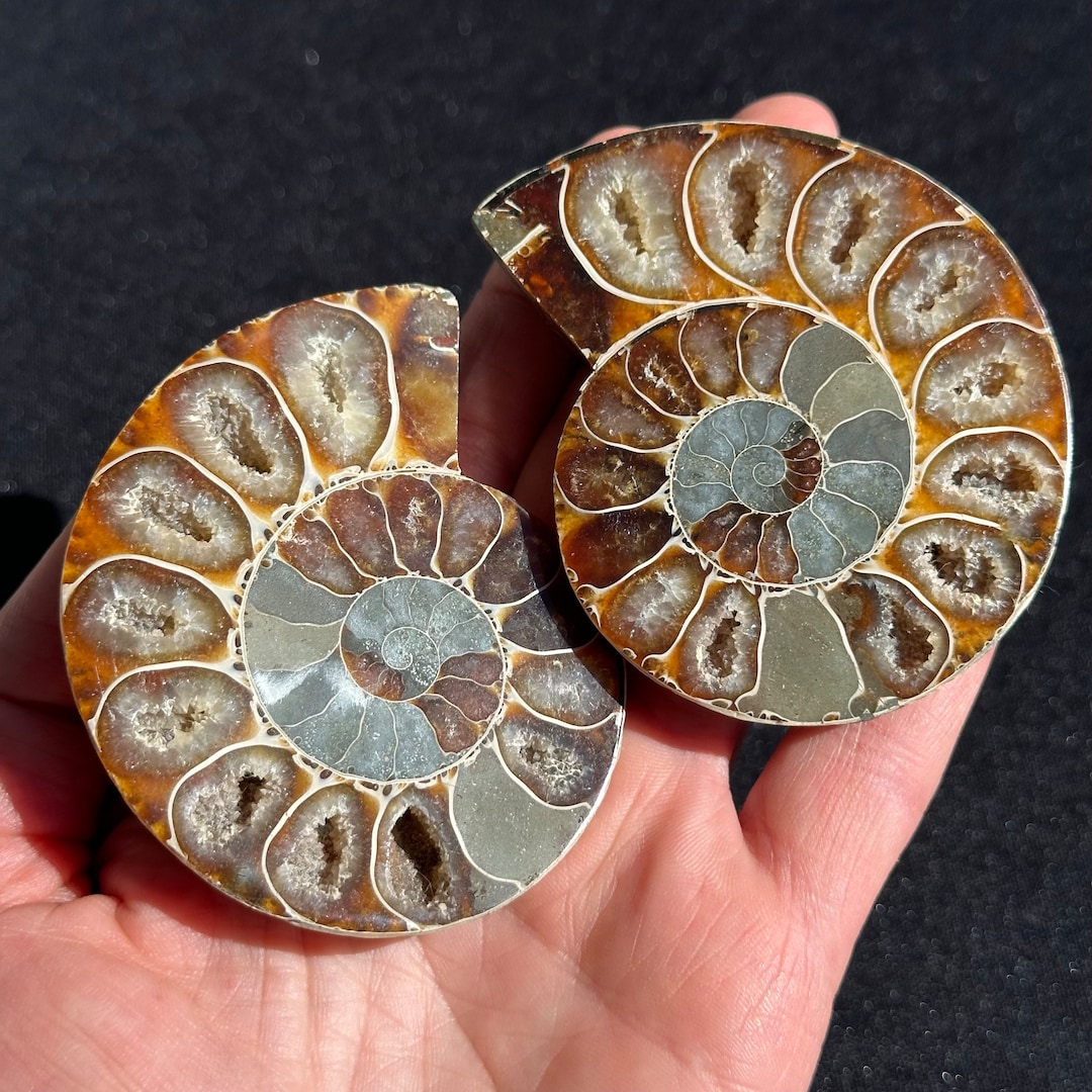 Ammonite Cut Pair Fossil - Etsy