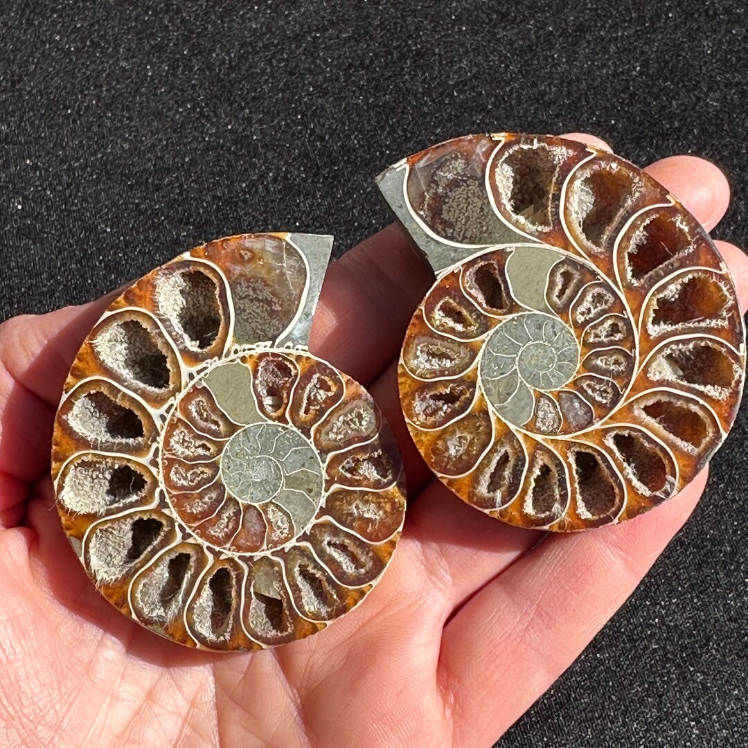 Ammonite Cut Pair Fossil - Etsy