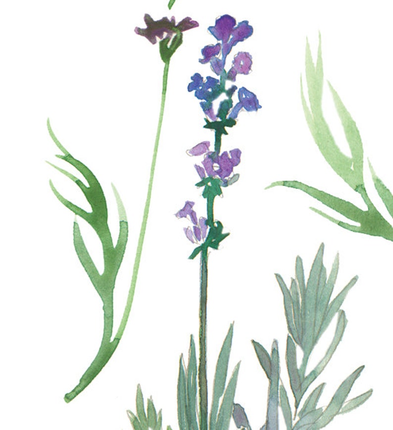 Lavender Clipart, Printable Lavender Flower, Printable Art, Lavender ...