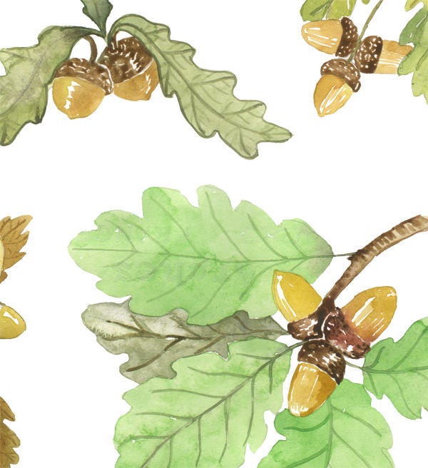 Watercolor Oak Leaves & Acorns Clipart: Botanical Fall Foliage (digital ...