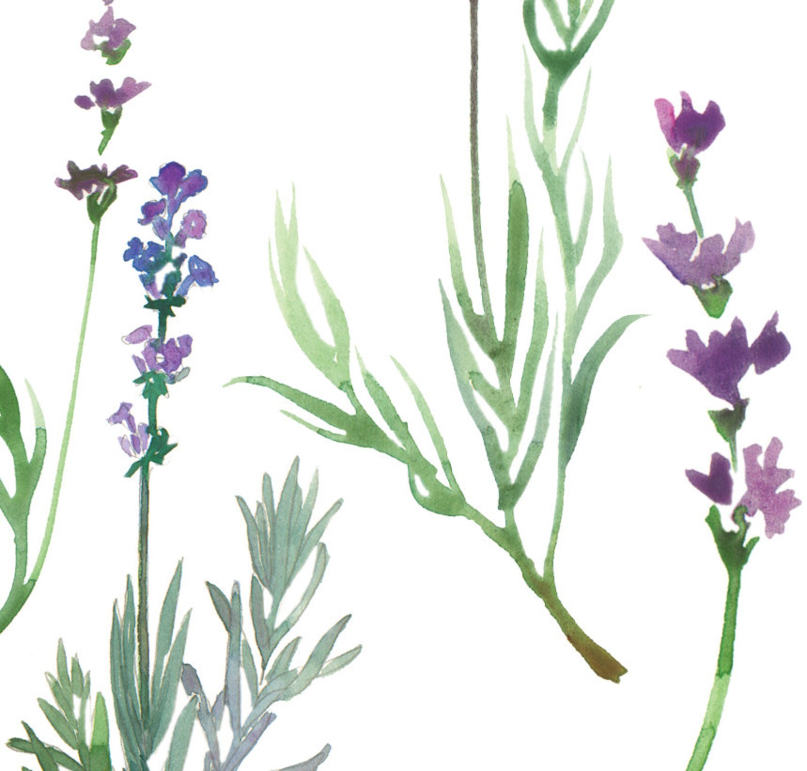 Lavender Clipart, Printable Lavender Flower, Printable Art, Lavender ...