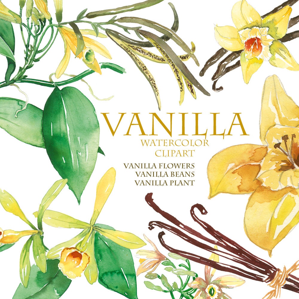 Vanilla Clipart, Watercolor Vanilla Flowers, Vanilla Beans, Vanilla ...