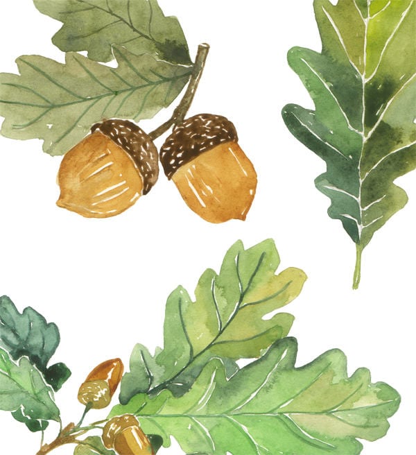 Acorns And Leaves Clip Art