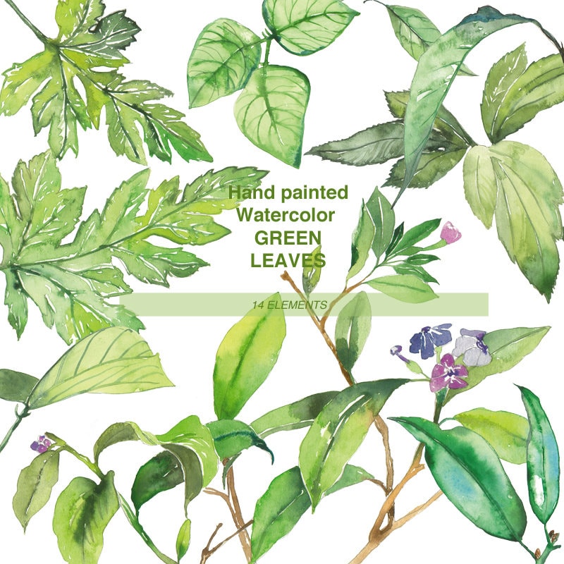 Green Leaves Watercolor Clip Art, Branches and Leaves Clipart, Green ...