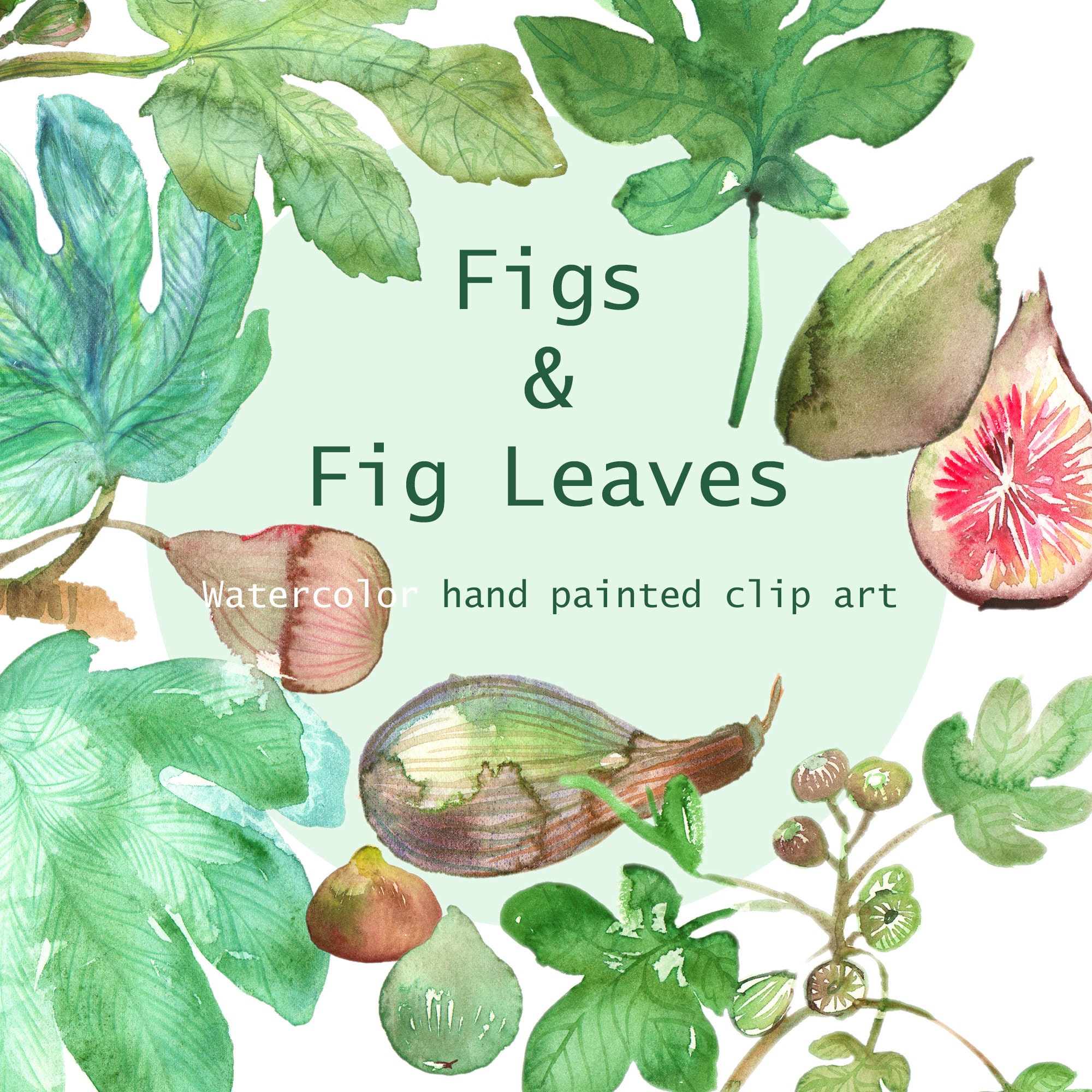 Fig Leaf Clipart